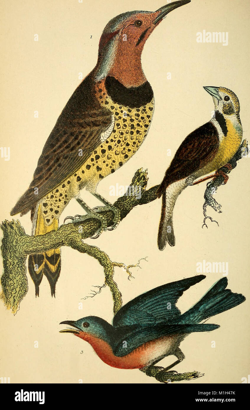 'American Ornithology' (1870) by Alexander Wilson offers comprehensive ...