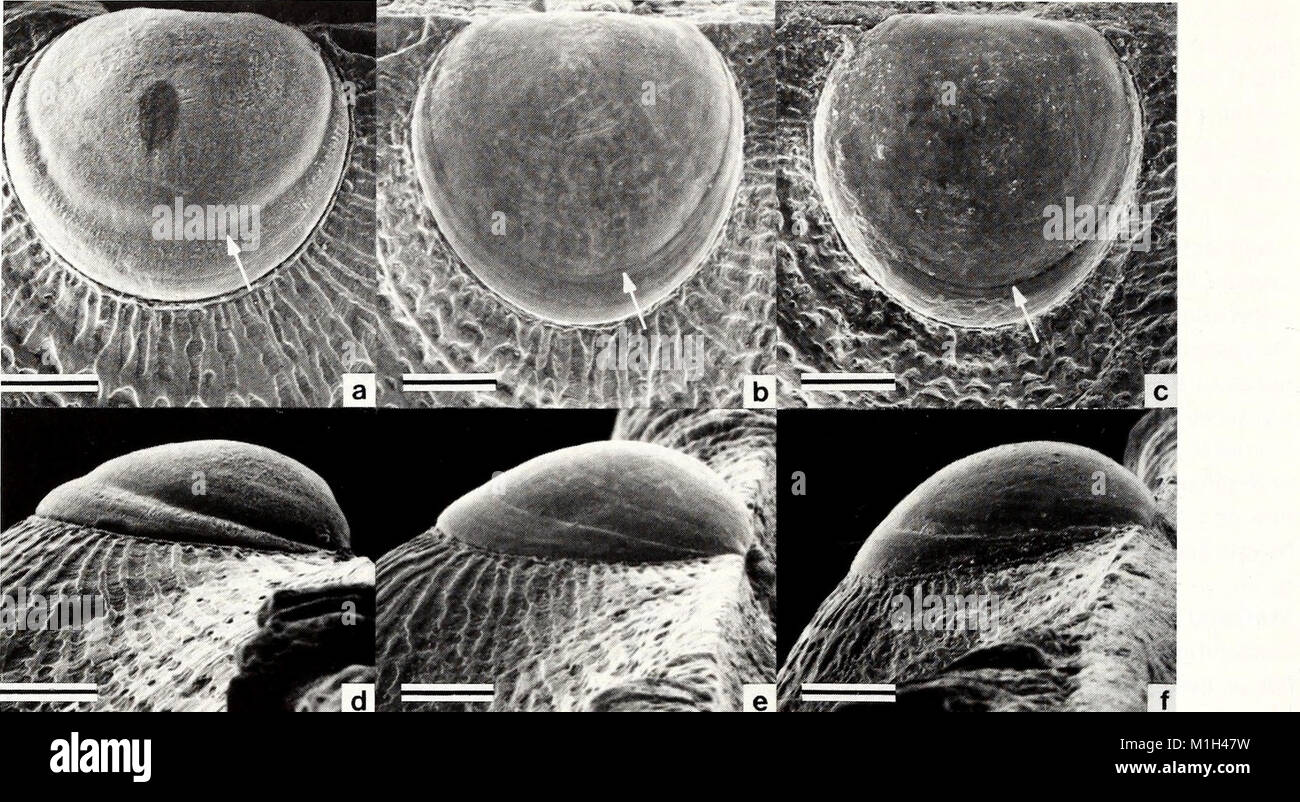 The 1993 'American Malacological Bulletin' publishes research on ...