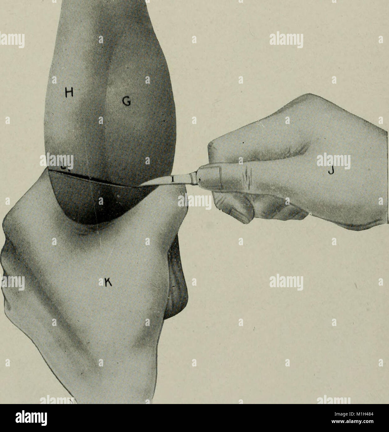 This 1920 publication provides comprehensive information on animal ...