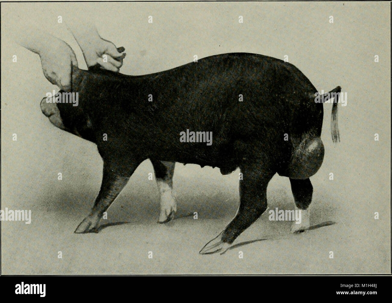 *Animal Castration* (1920) is a comprehensive guide for students and ...