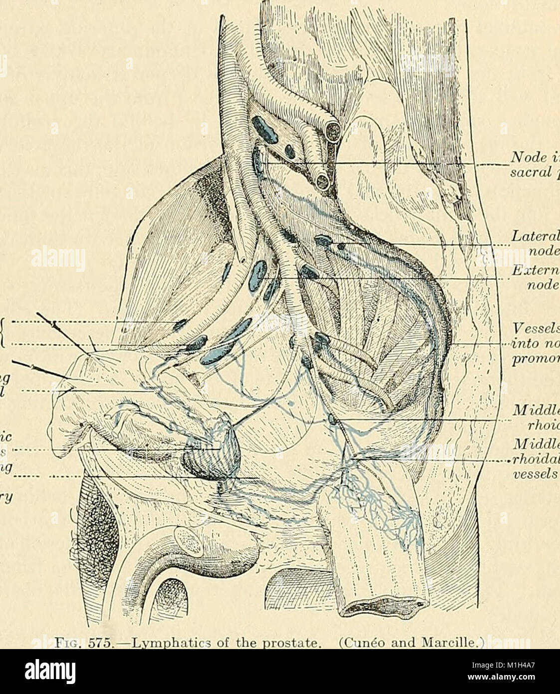 'Anatomy, Descriptive and Applied' (1913) offers a detailed overview of ...