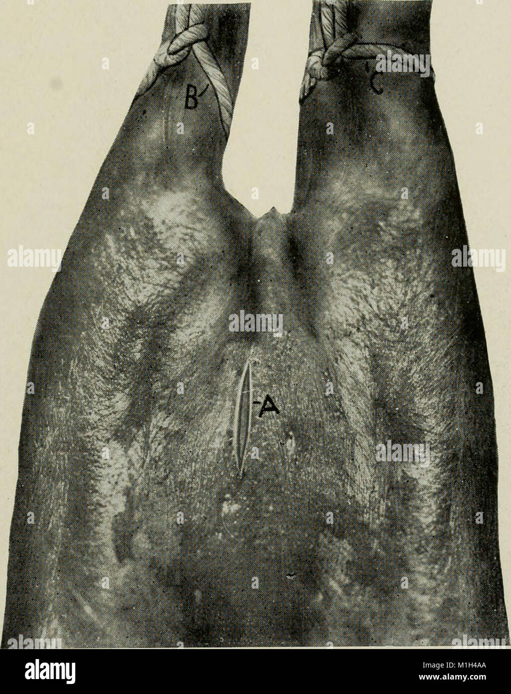 This 1920 manual on animal castration provides practical guidance for ...