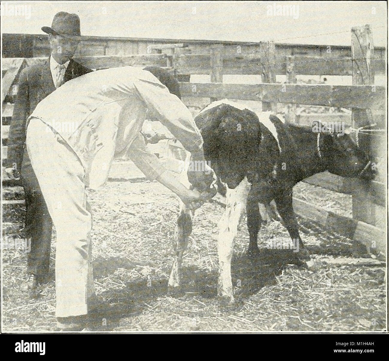 Animal castration (1915) (18009614509 Stock Photo - Alamy