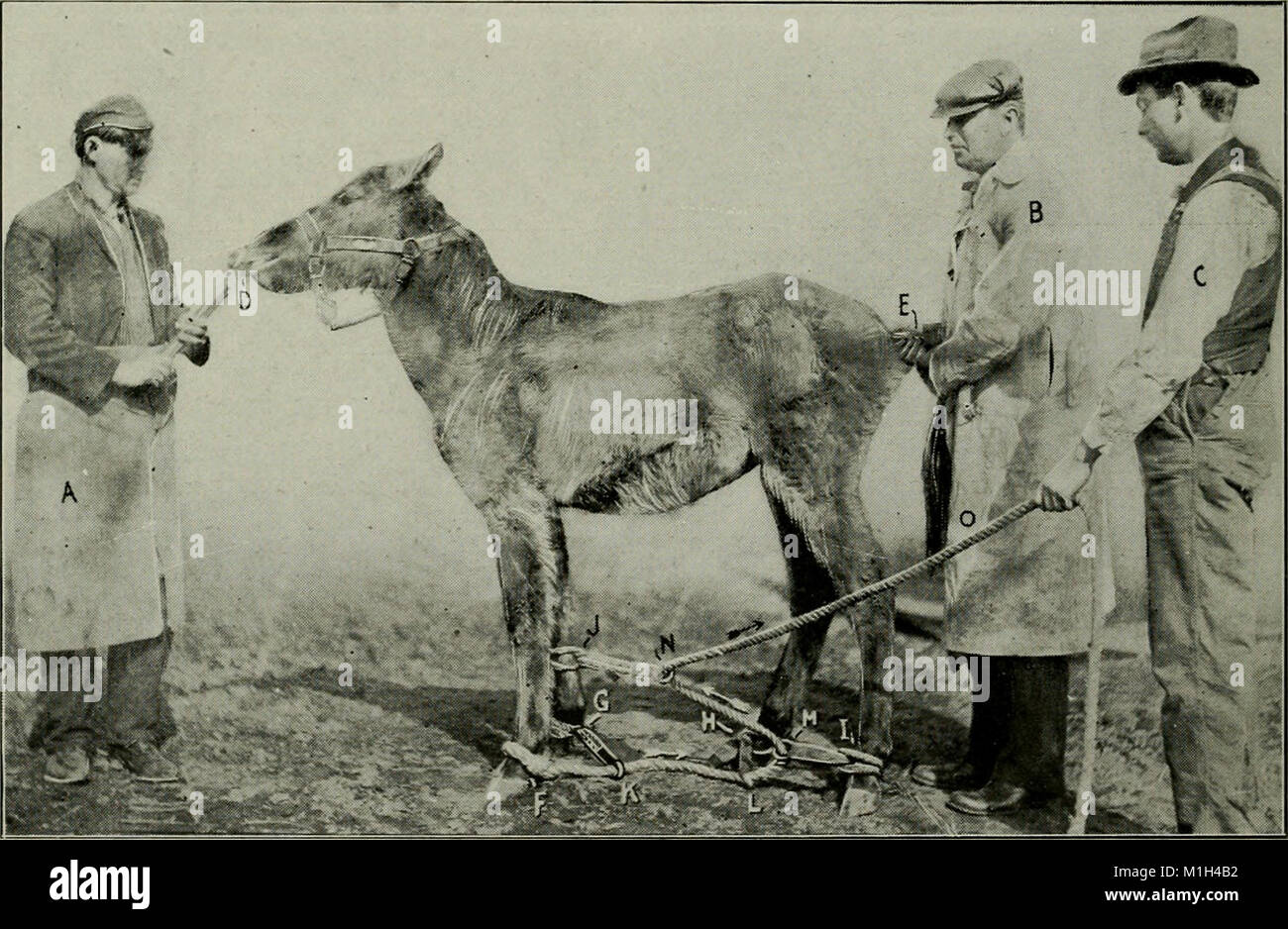 Published in 1920, *Animal Castration* provides a detailed guide for ...