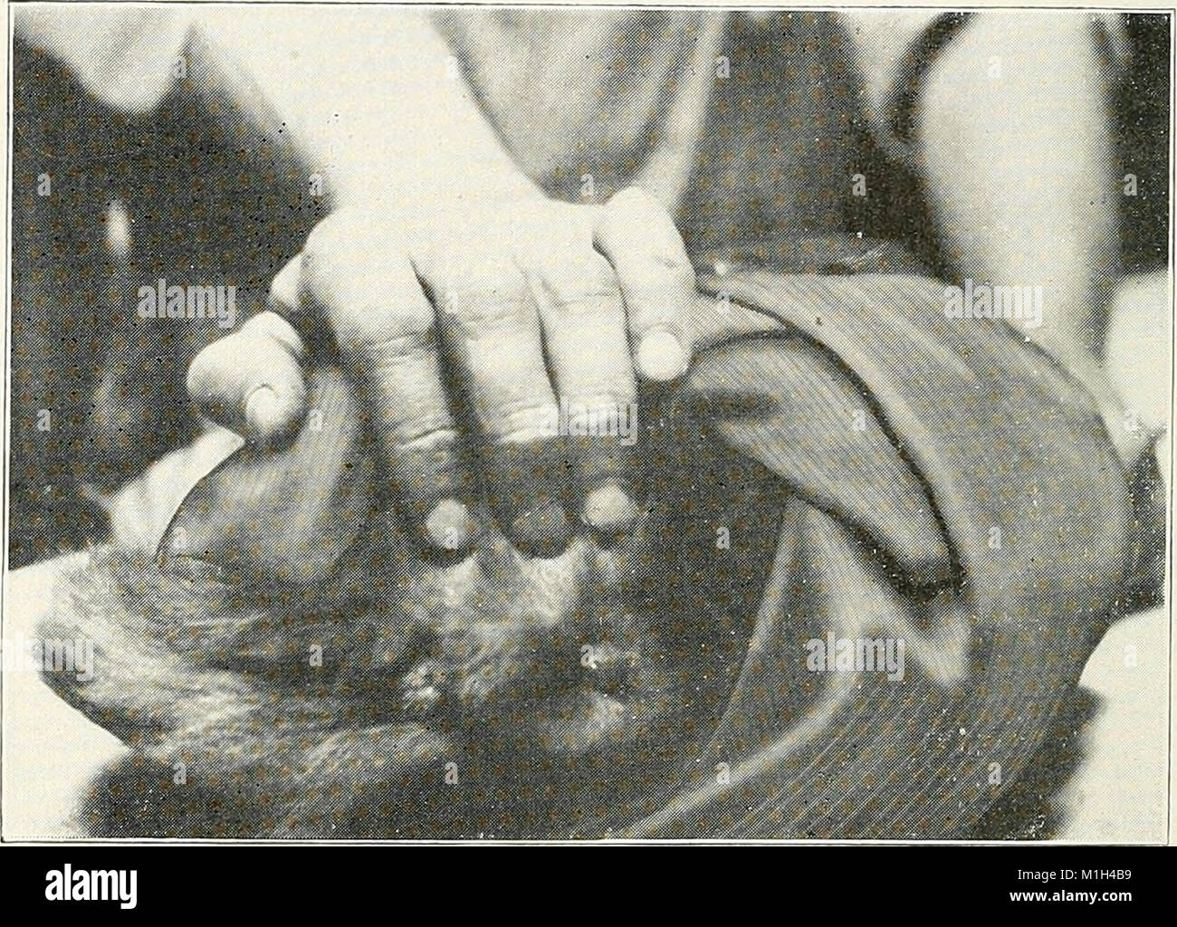 'Animal Castration' (1915) provides a comprehensive guide to the ...