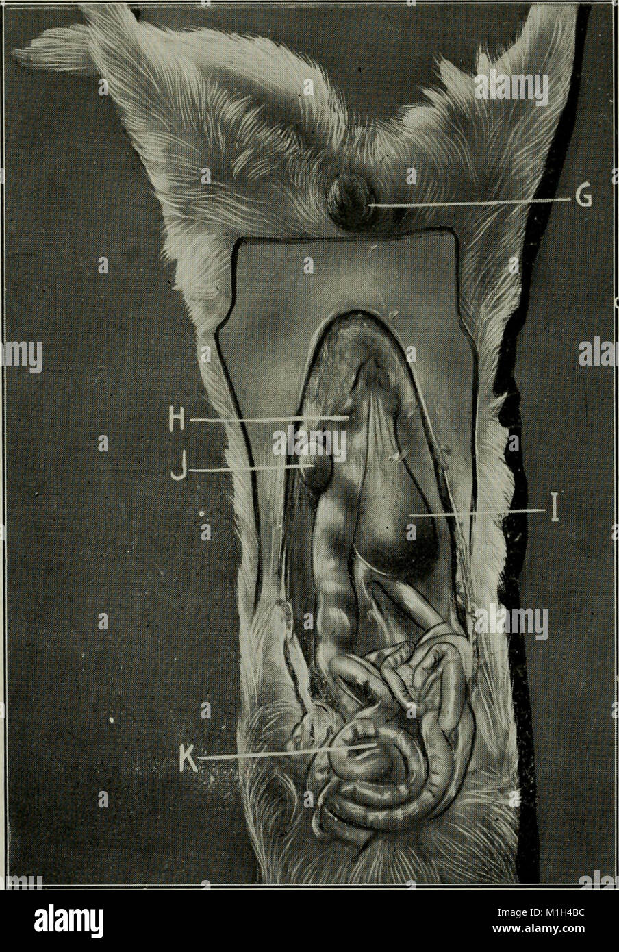 This 1920 book provides comprehensive information on animal castration ...
