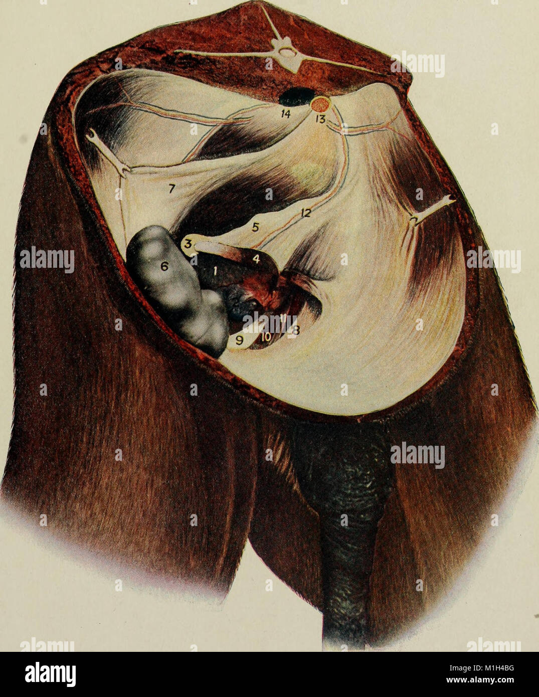 This 1920 book provides detailed guidance on animal castration ...