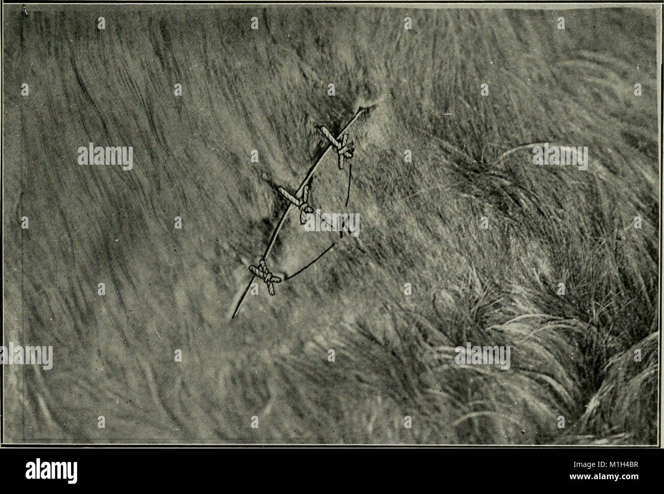 Animal castration; a book for the use of students and practitioners ...