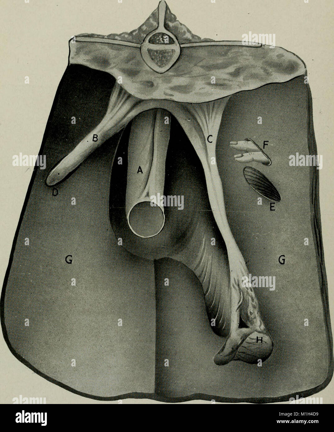 This 1920 text provides detailed information on animal castration ...