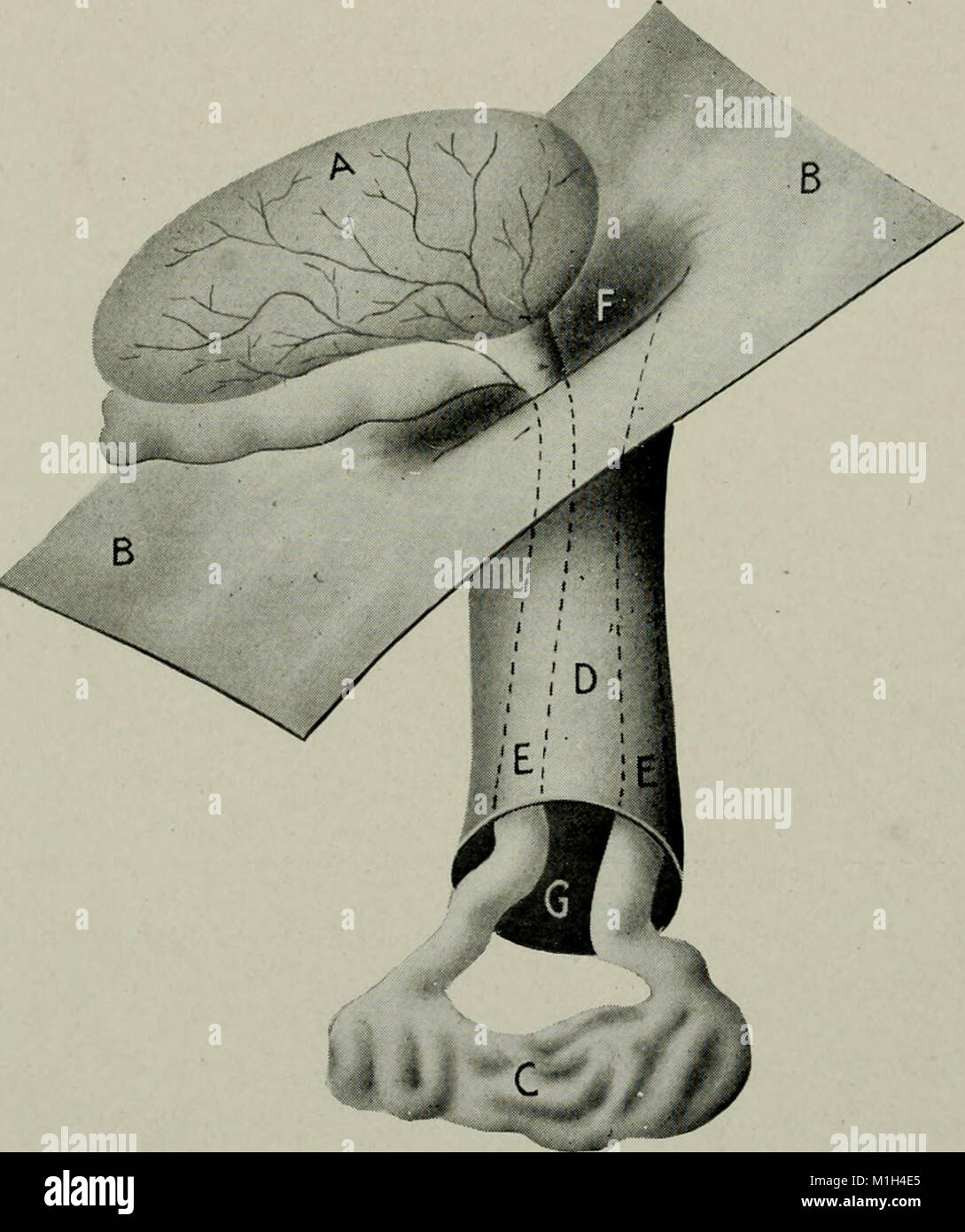 'Animal Castration' (1920) is a practical guide aimed at students and ...