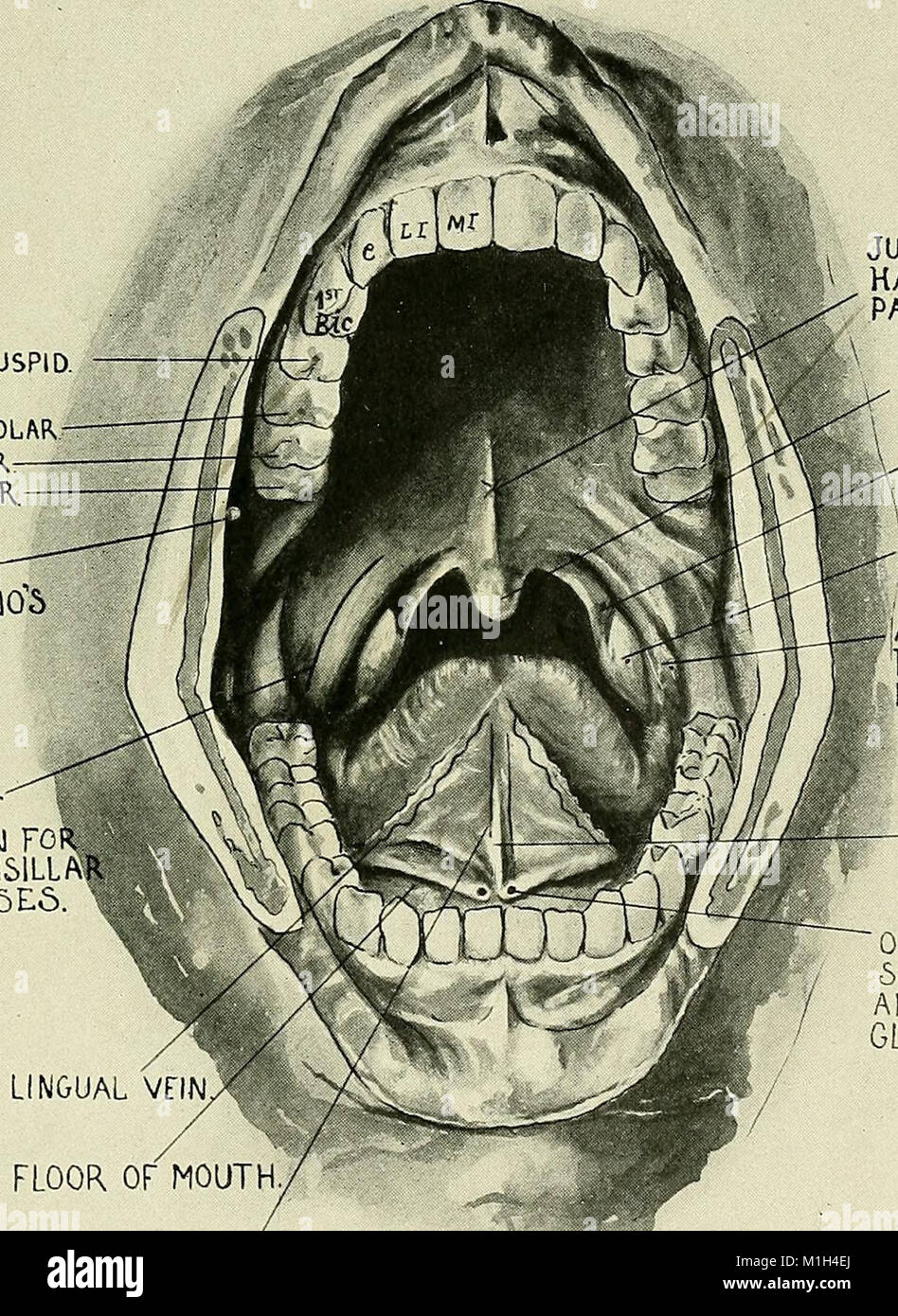 Textbook clinical anatomy students hi-res stock photography and images ...