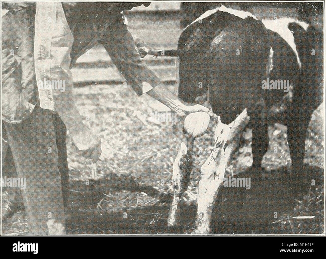 A study or document detailing the practice of animal castration, likely ...