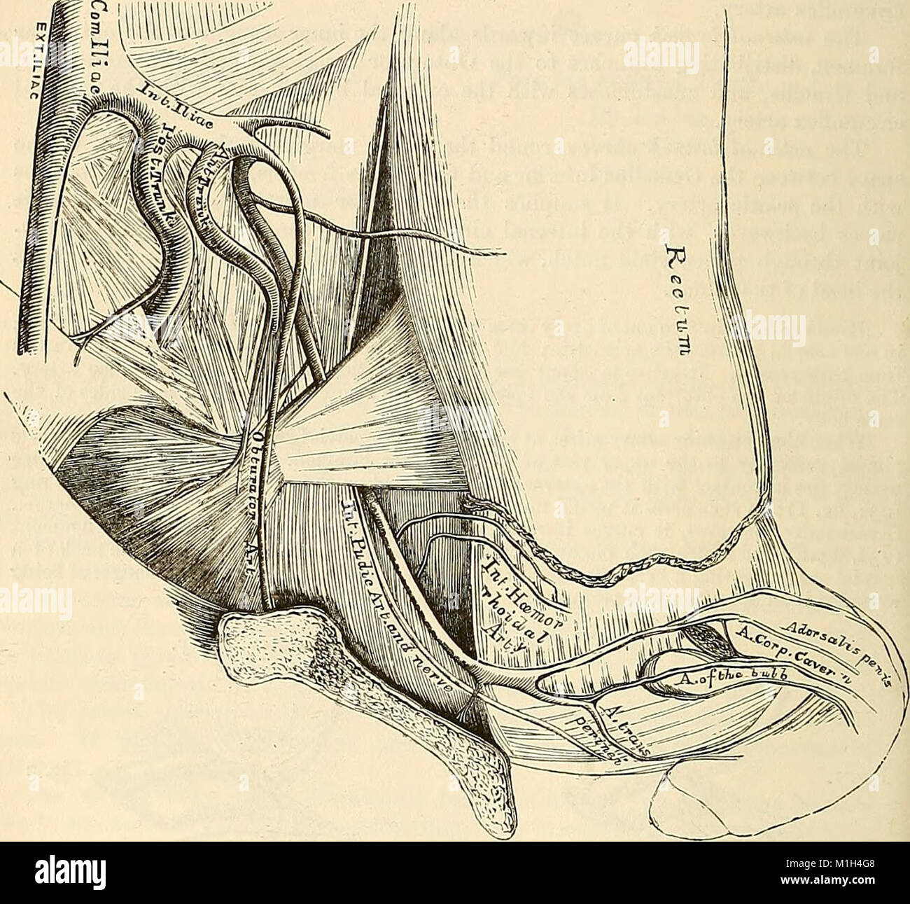 Anatomy, descriptive and surgical (1877) (14742440526 Stock Photo - Alamy