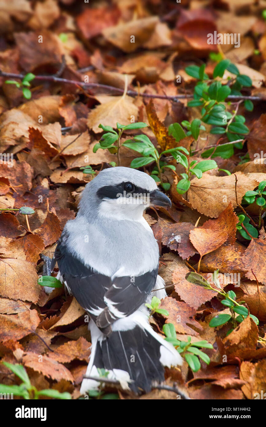 Predatory passerine birds. Great grey Shrike (butcher-bird, Lanius ...