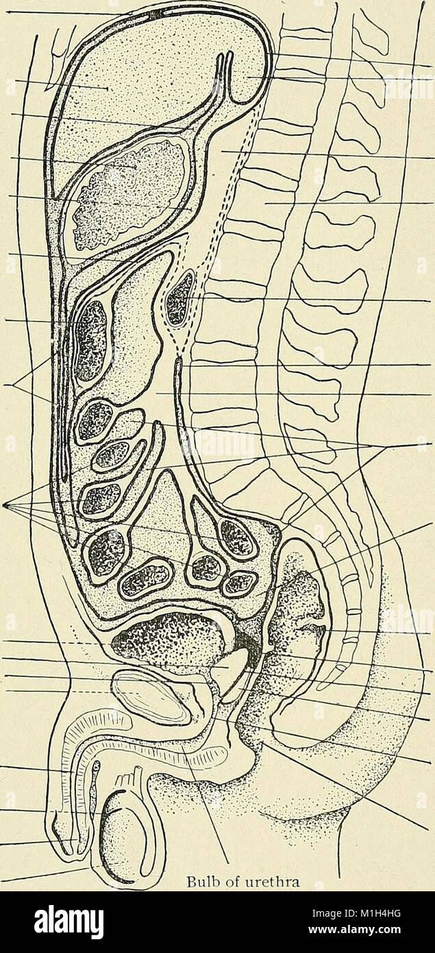 This 1907 clinical anatomy textbook provides in-depth information about ...