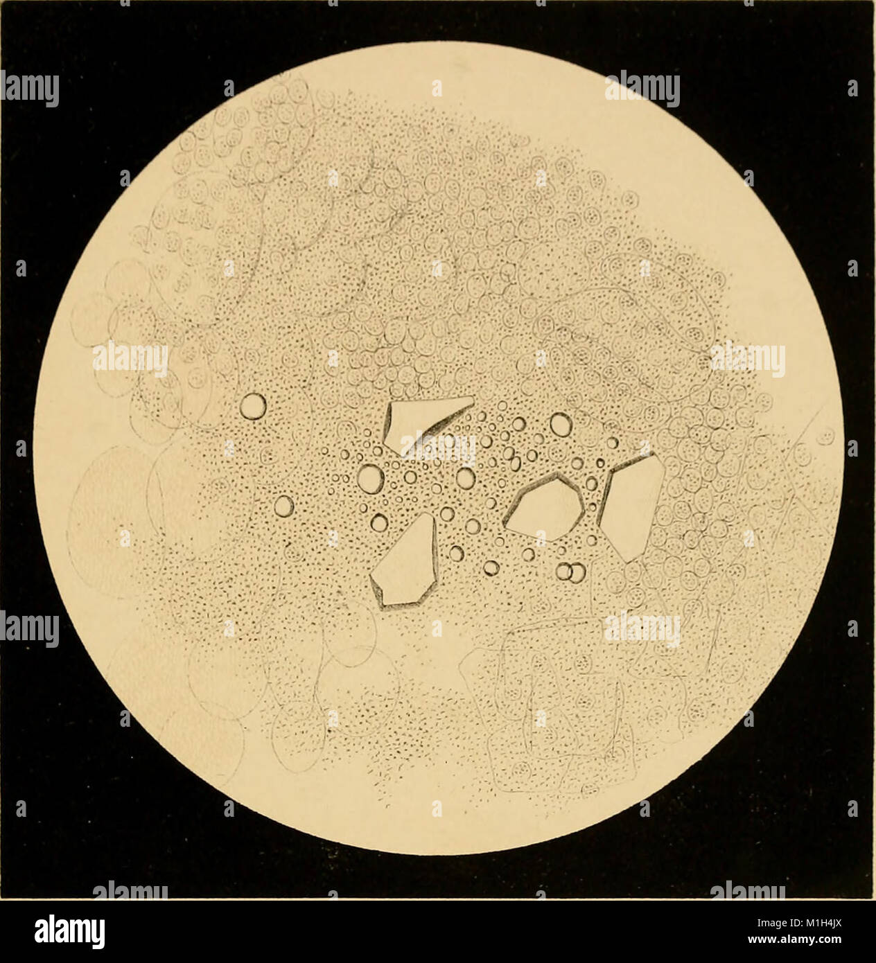 *An Atlas of Clinical Microscopy* (1885) provides a detailed visual ...
