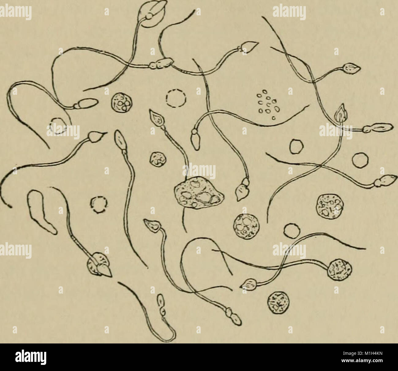 A manual of clinical diagnosis by means of microscopical and chemical ...