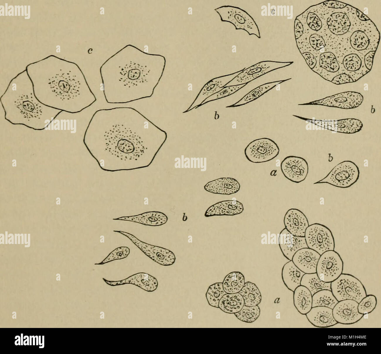 This 1902 manual provides guidance on clinical diagnosis using ...