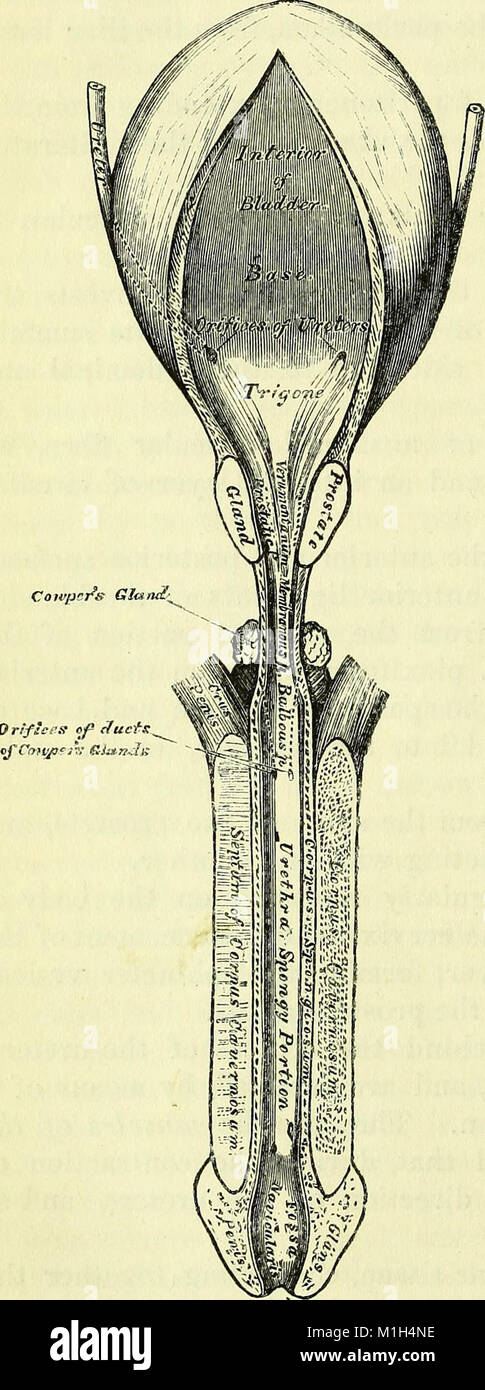 'Anatomy, Descriptive and Surgical' (1860) is a comprehensive guide on ...