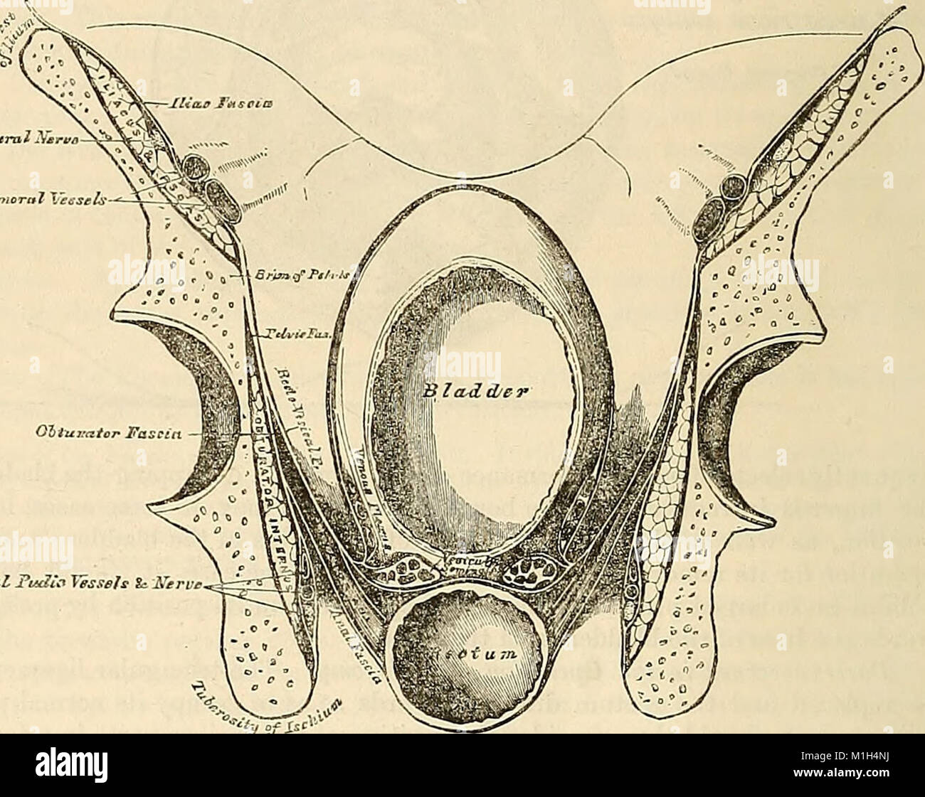 *Anatomy, Descriptive and Surgical* (1877) is a medical textbook ...