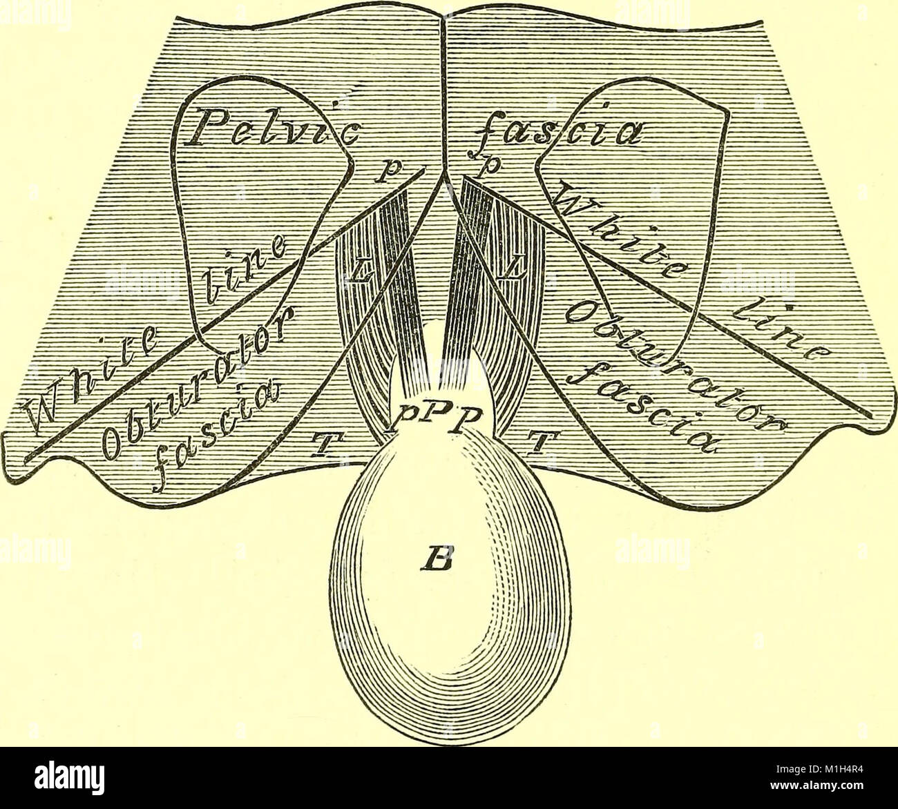 A manual of dissections of the human body (electronic resource) - for ...