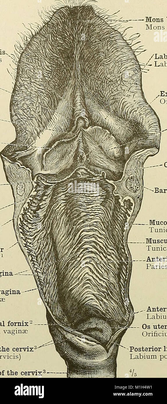 This 1919 atlas is a comprehensive guide to human anatomy, designed for ...