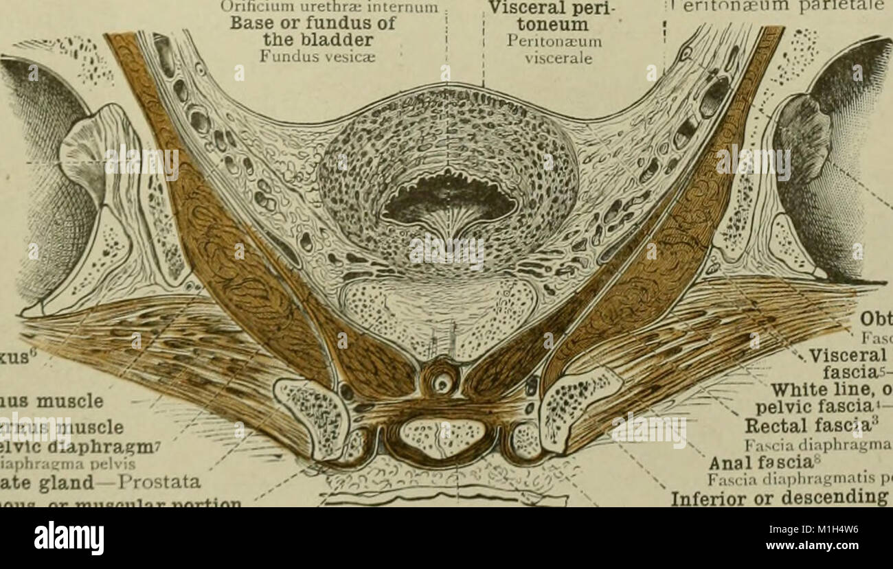 This 1919 atlas provides detailed illustrations and descriptions of ...