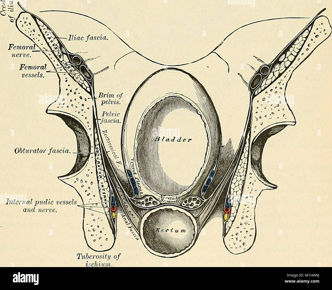 Anatomy, descriptive and applied (1913) (18009196059 Stock Photo - Alamy