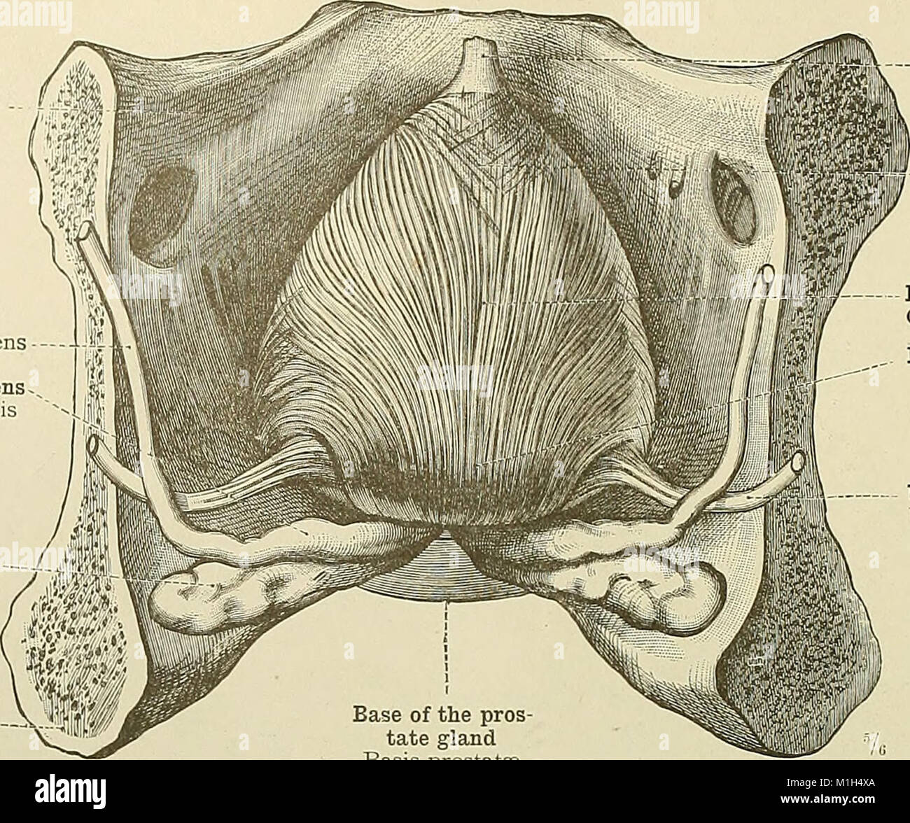 The *Atlas of Human Anatomy* (1919) serves as a comprehensive visual ...