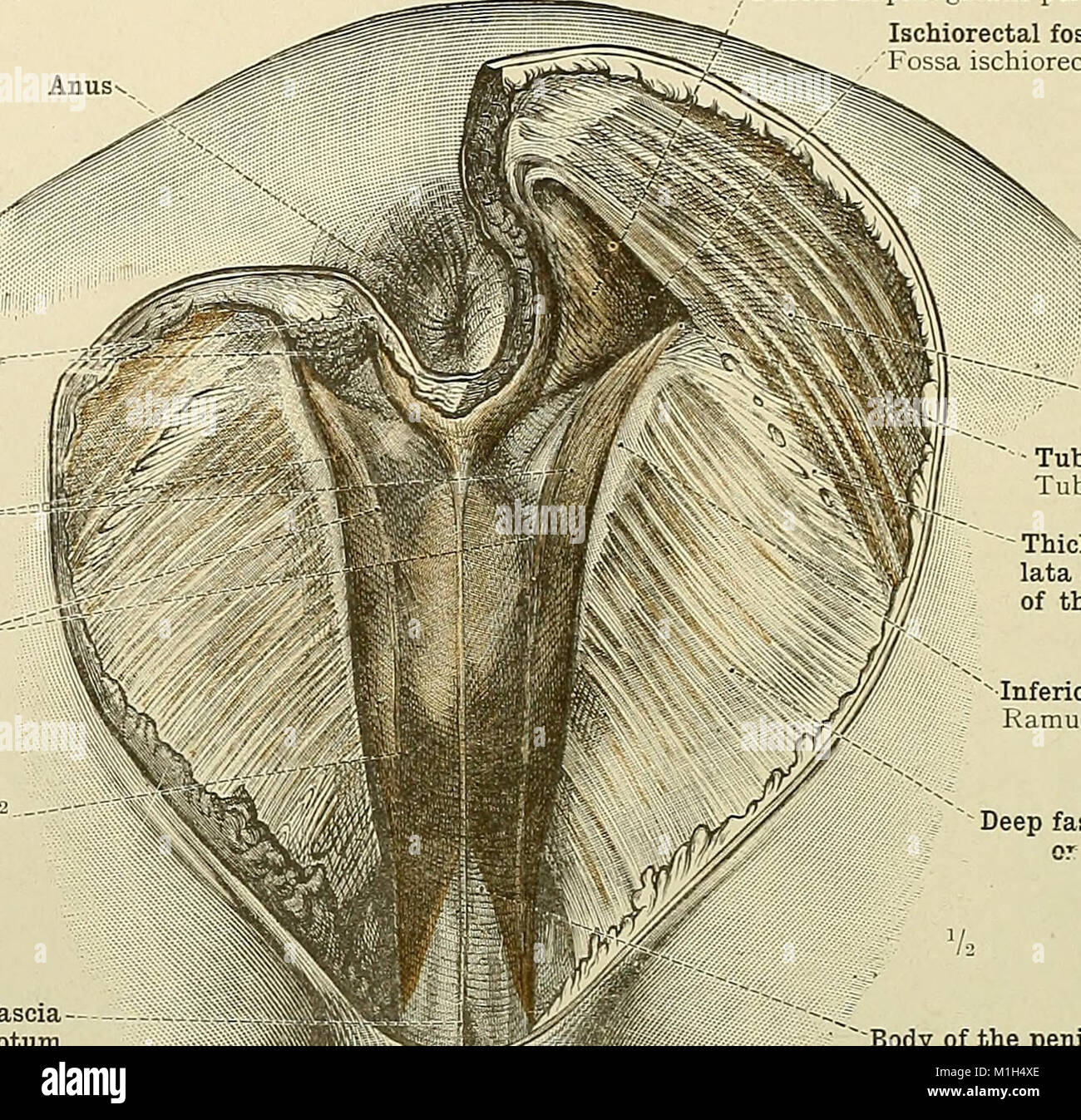 Atlas and textbook of human anatomy hi-res stock photography and images ...