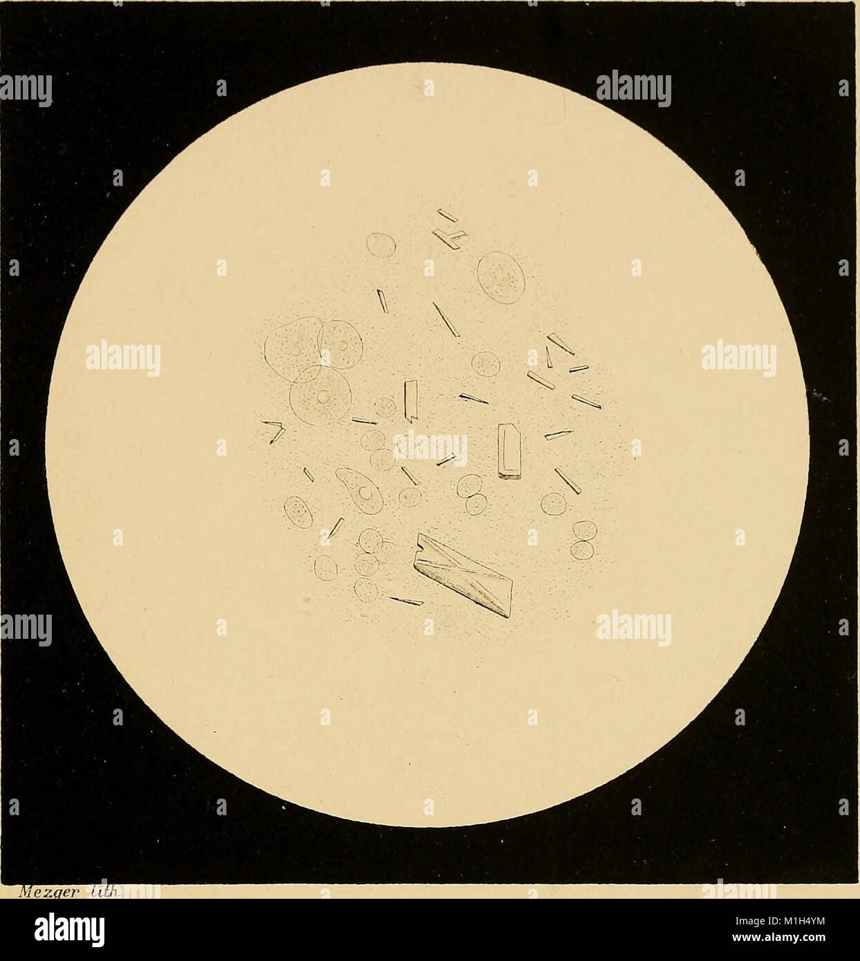 'An Atlas of Clinical Microscopy' (1885) provides a collection of ...