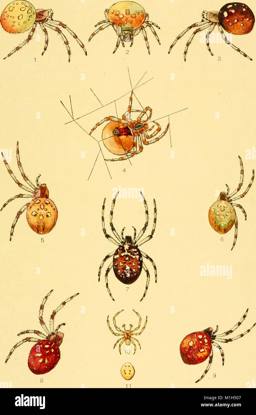 'American Spiders and Their Spinningwork' (1890) provides a detailed ...