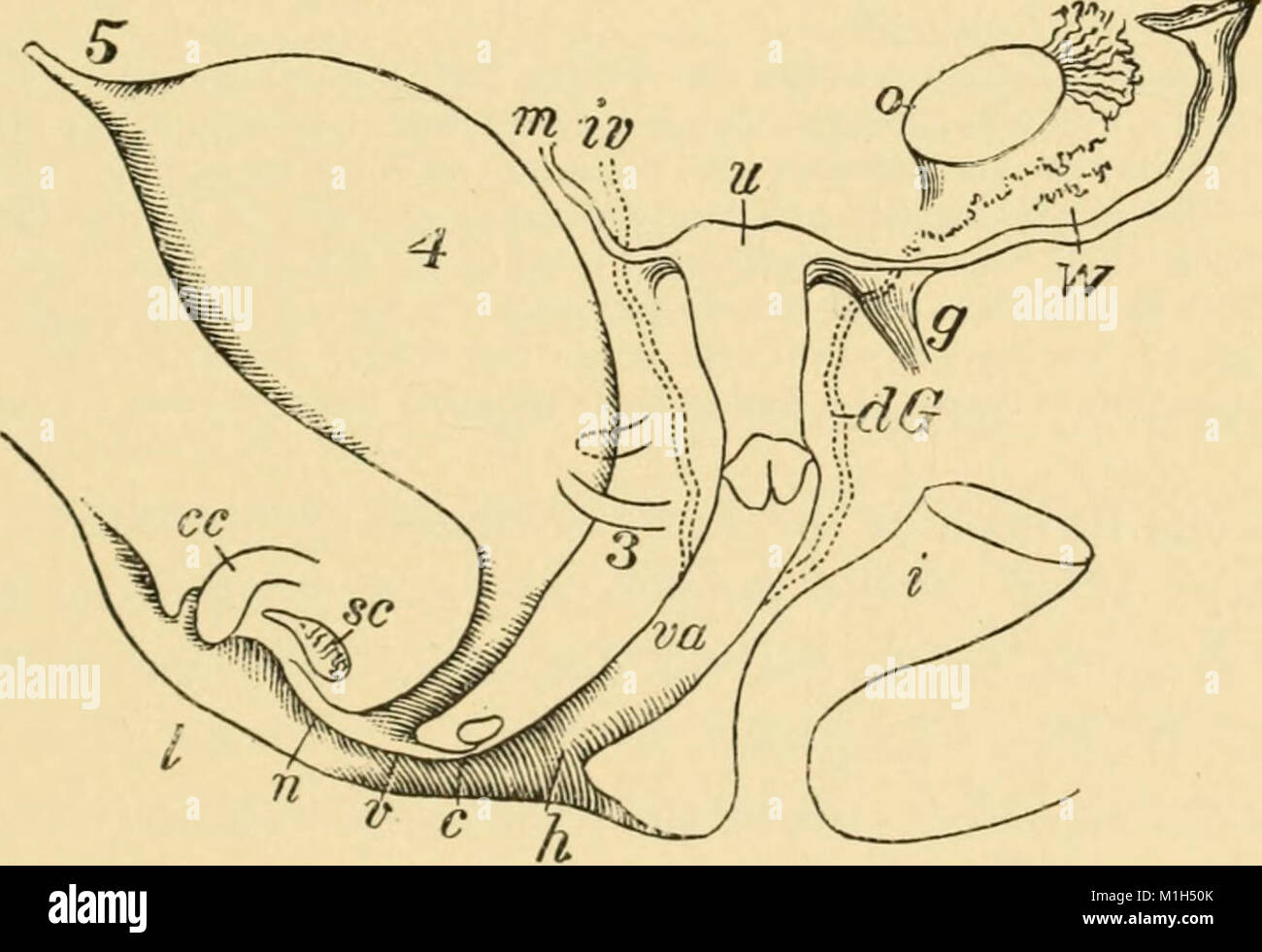 A System of Obstetrics (1888) is a medical text providing comprehensive ...