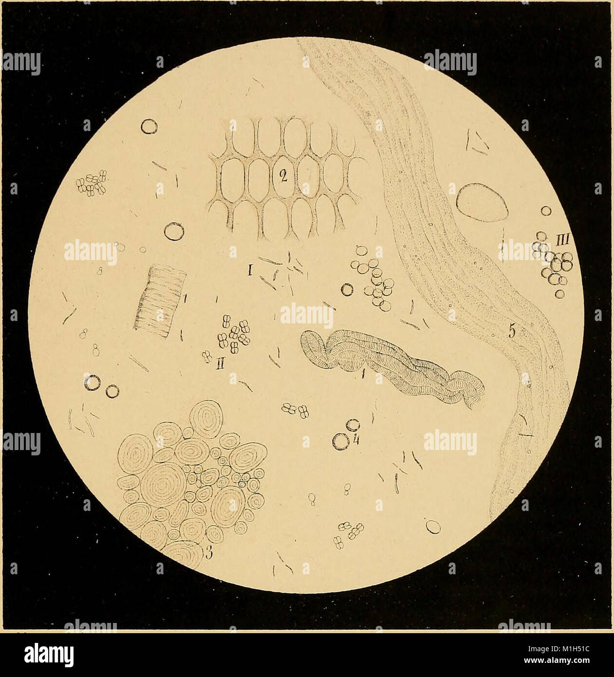 'An Atlas of Clinical Microscopy' (1885) is a medical reference work ...
