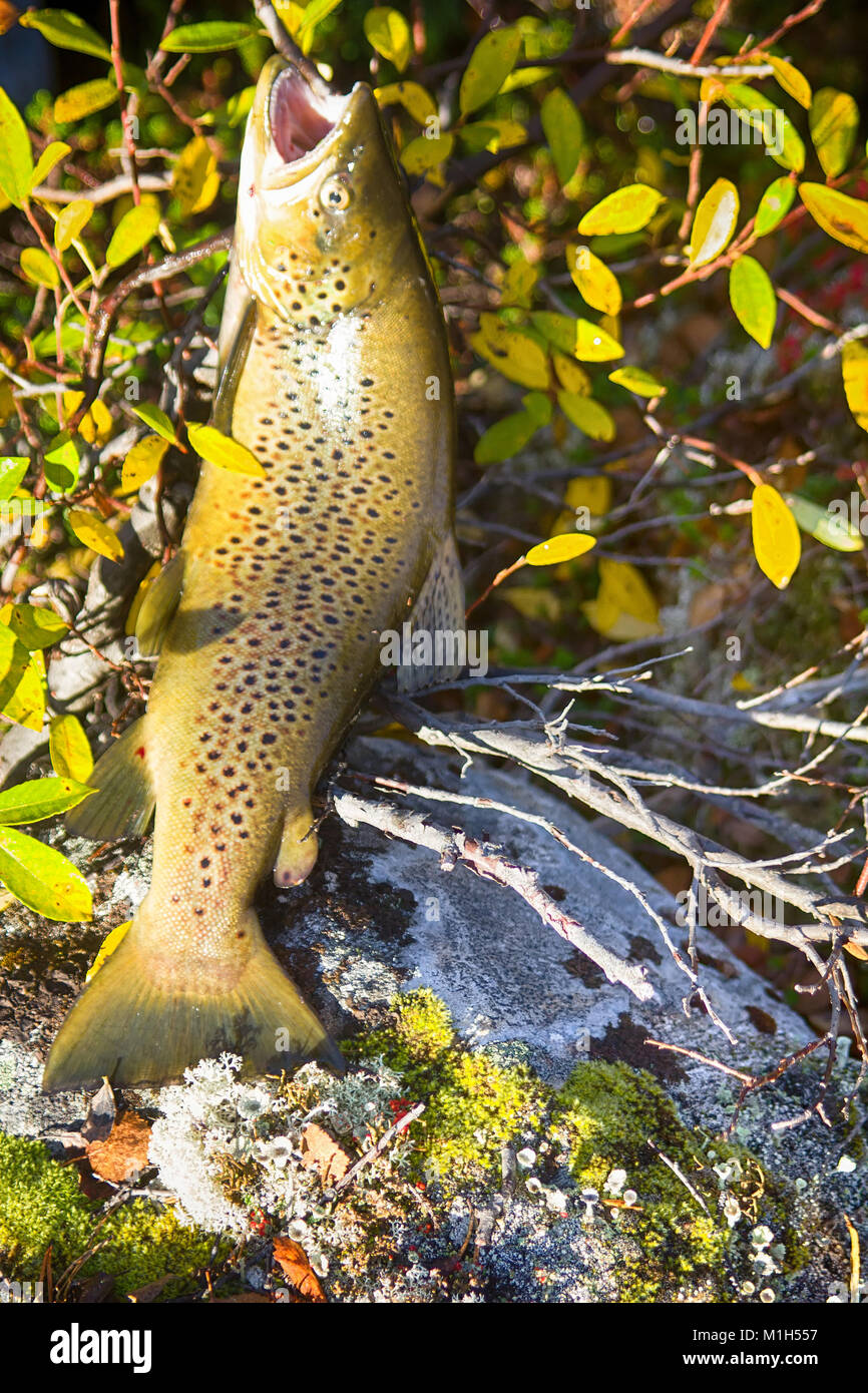 Luxury fishing trophy from autumn lake. Male salmon (brown trout) in ...