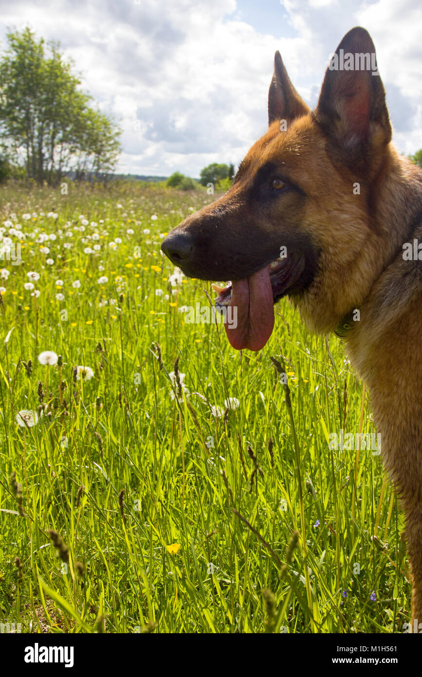 Cadaver training hi-res stock photography and images - Alamy