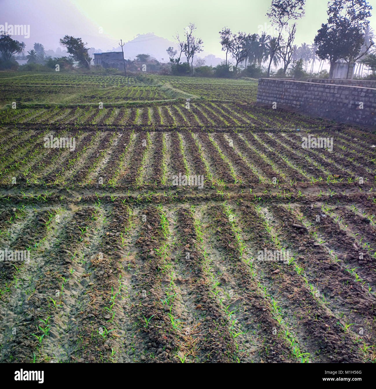 Rice checks hi-res stock photography and images - Alamy