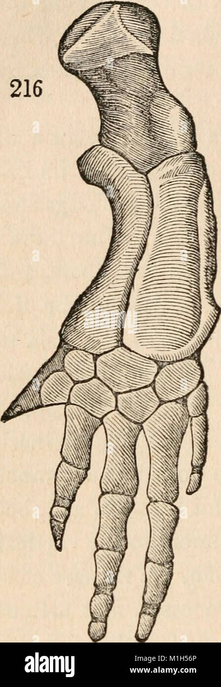 'Animal and Vegetable Physiology' (1836) explores the biological ...