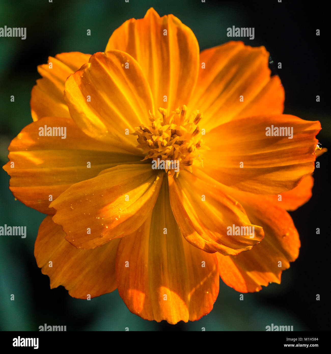 A macro shot of an orange cosmos 'bright lights' bloom Stock Photo - Alamy