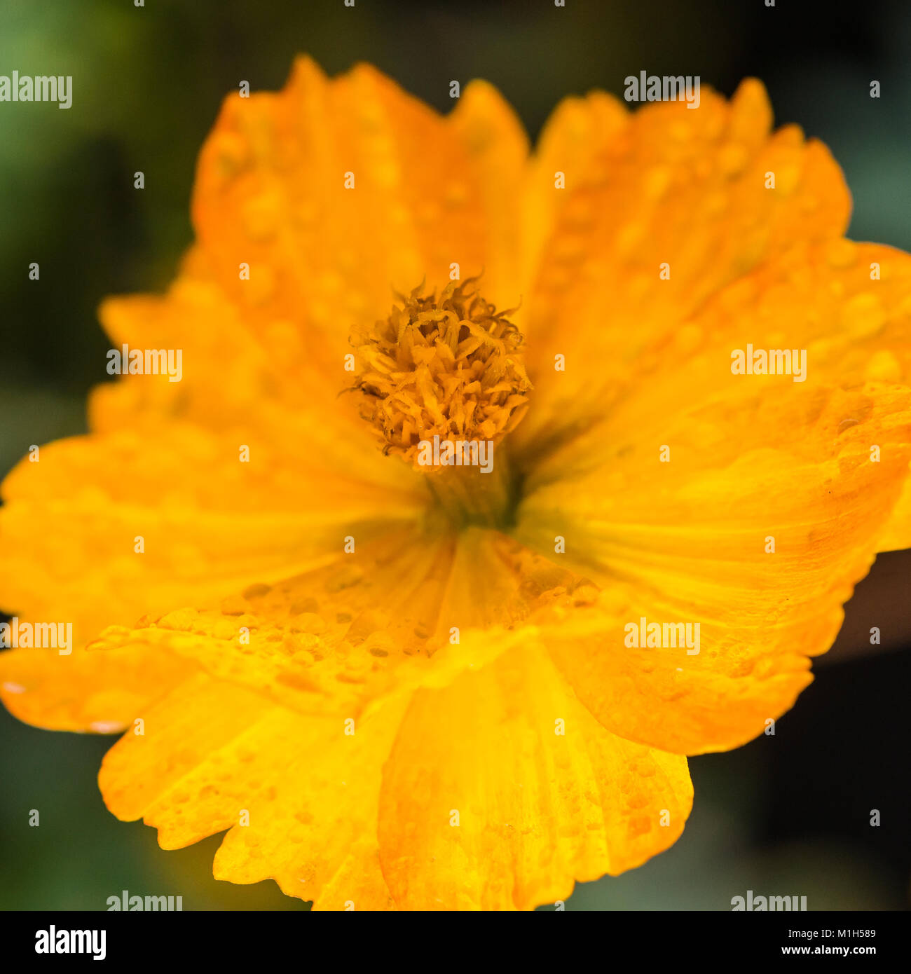 Cosmos bright lights hi-res stock photography and images - Alamy