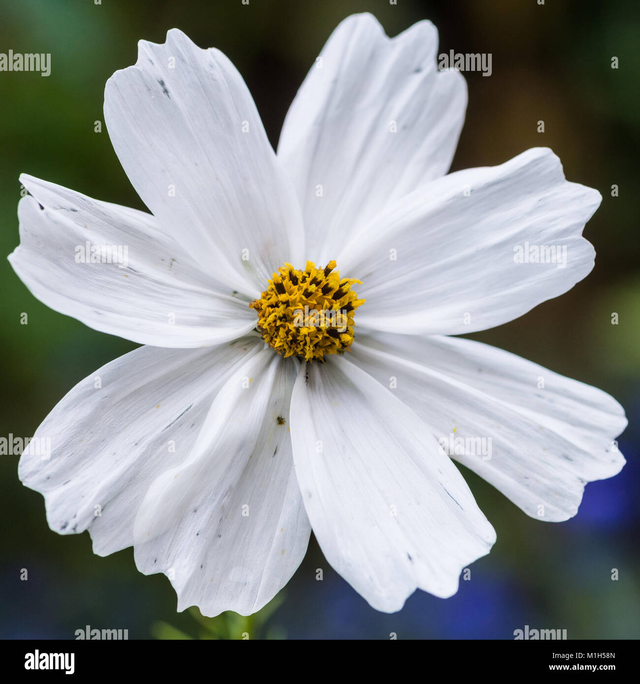 A macro shot of a white cosmos bloom Stock Photo - Alamy
