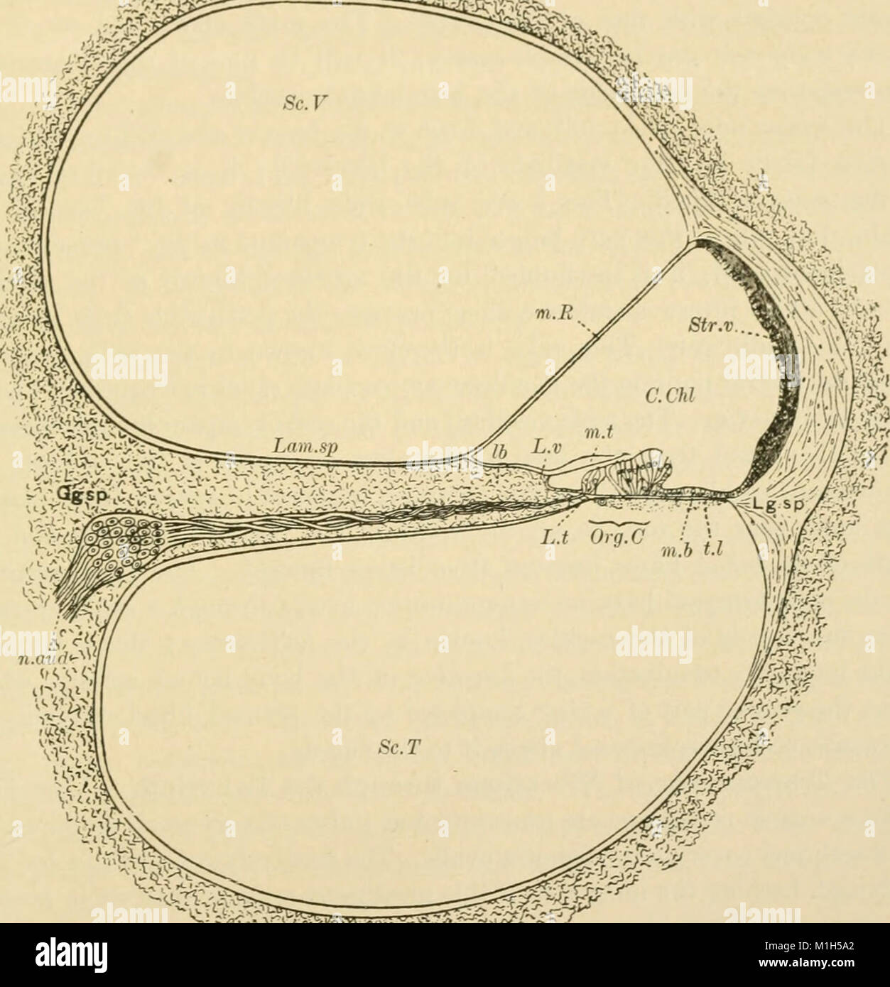This text-book of physiology from 1897 covers various aspects of human ...