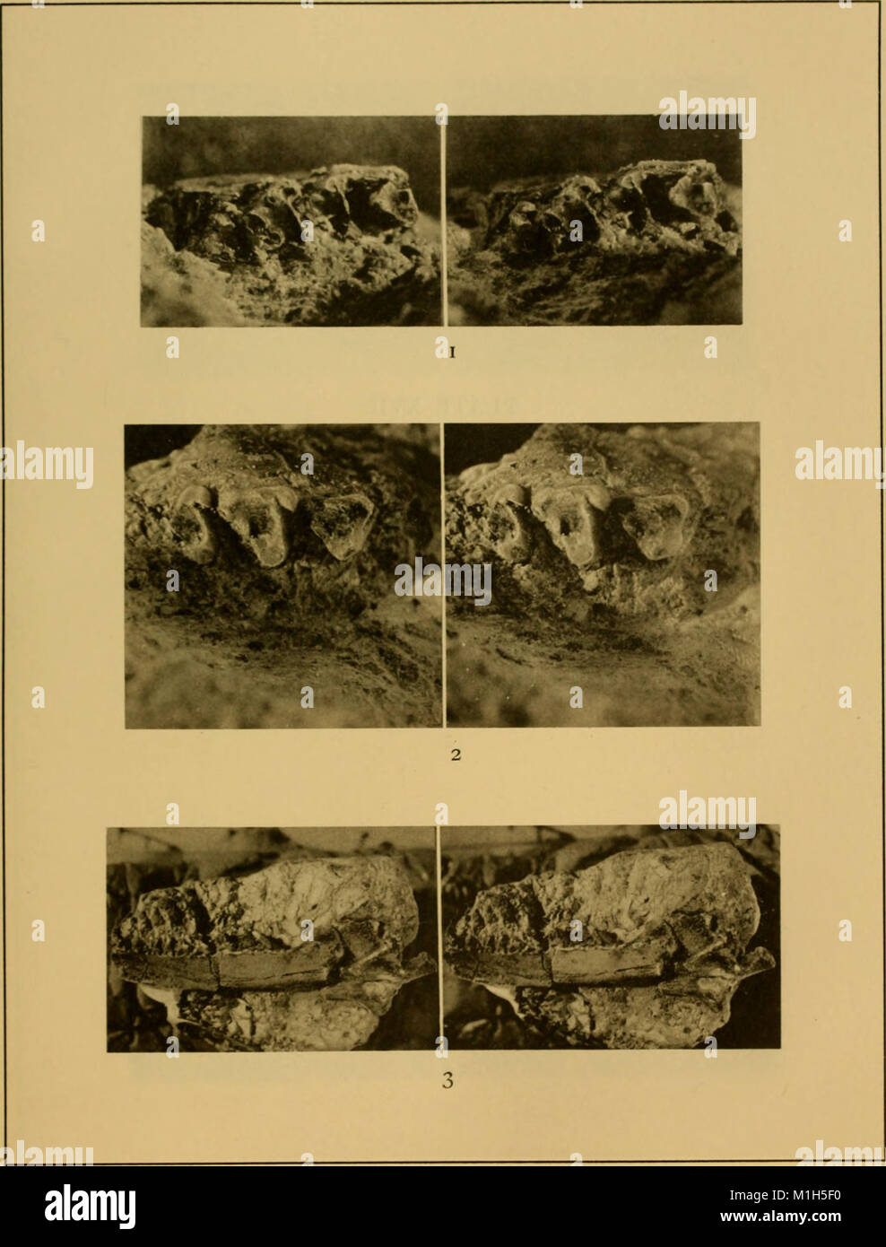 Mesozoic mammals hi-res stock photography and images - Alamy