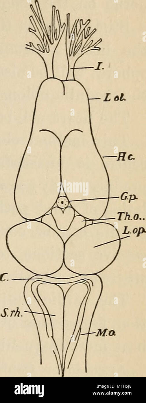 This 1906 text offers a foundational overview of human physiology ...