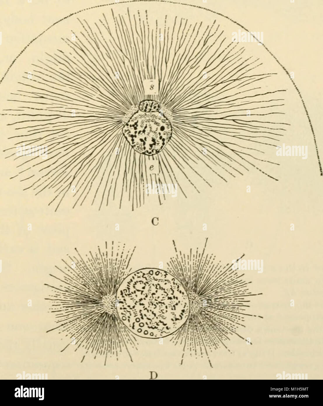 This 1897 text book offers an in-depth exploration of human physiology ...