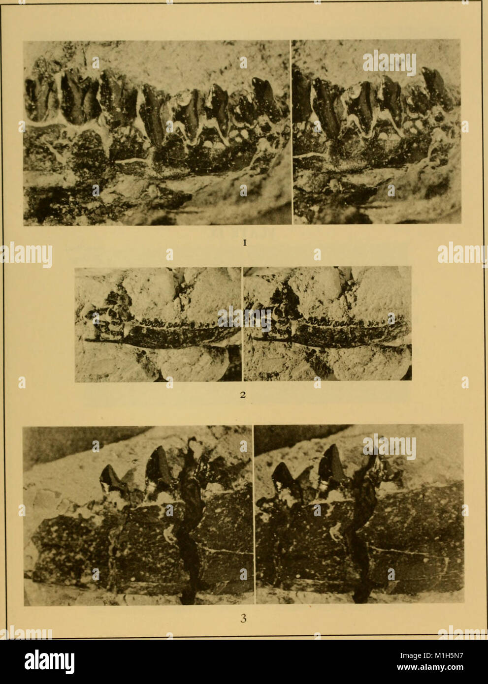 This 1929 work examines the Mesozoic era mammals in North America ...
