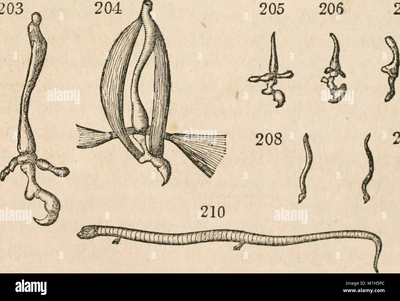 This 1836 work examines animal and plant physiology through the lens of ...