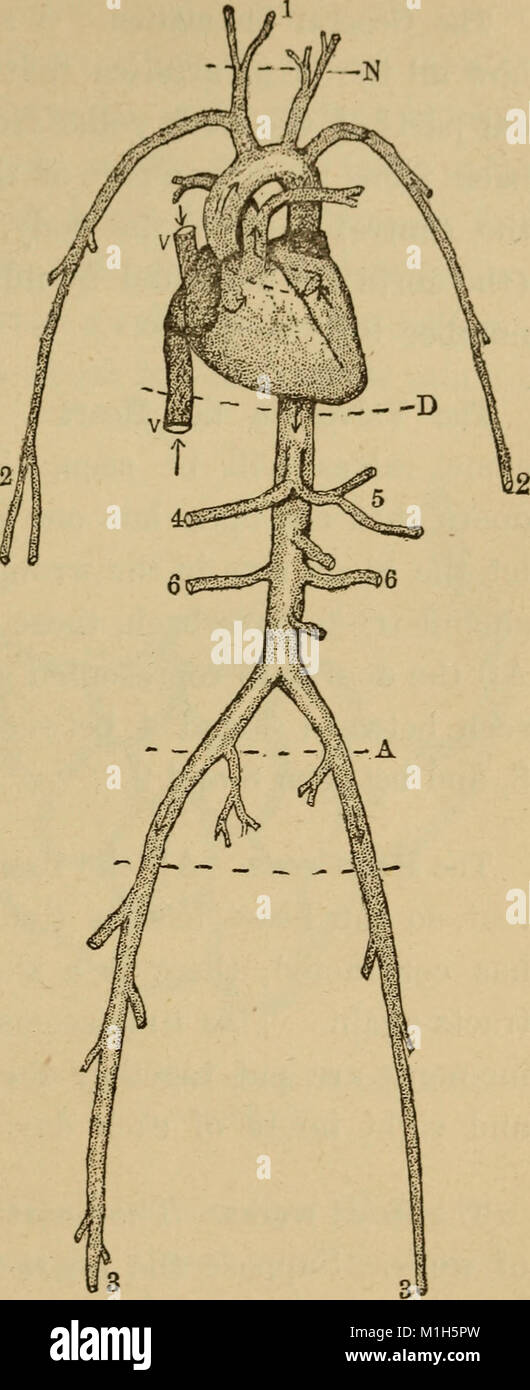 This 1889 textbook offers educational material on human anatomy ...