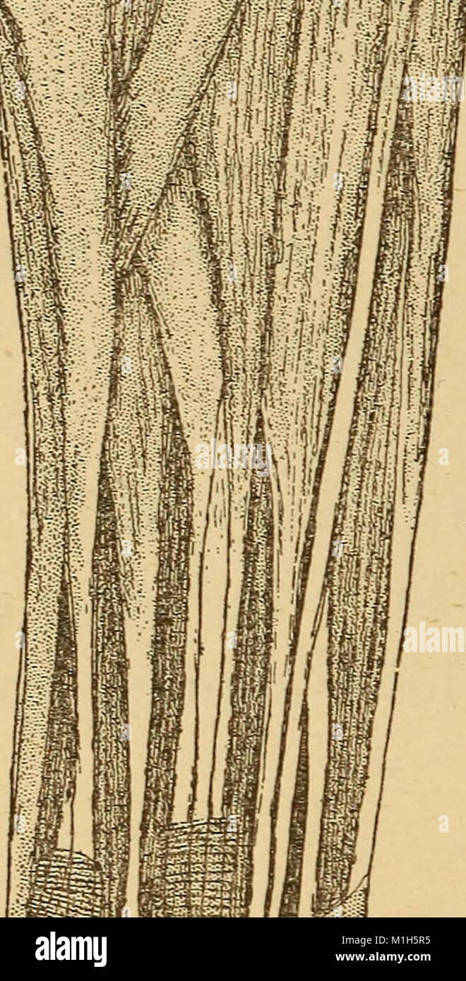 This 1889 textbook provides comprehensive information on human anatomy ...
