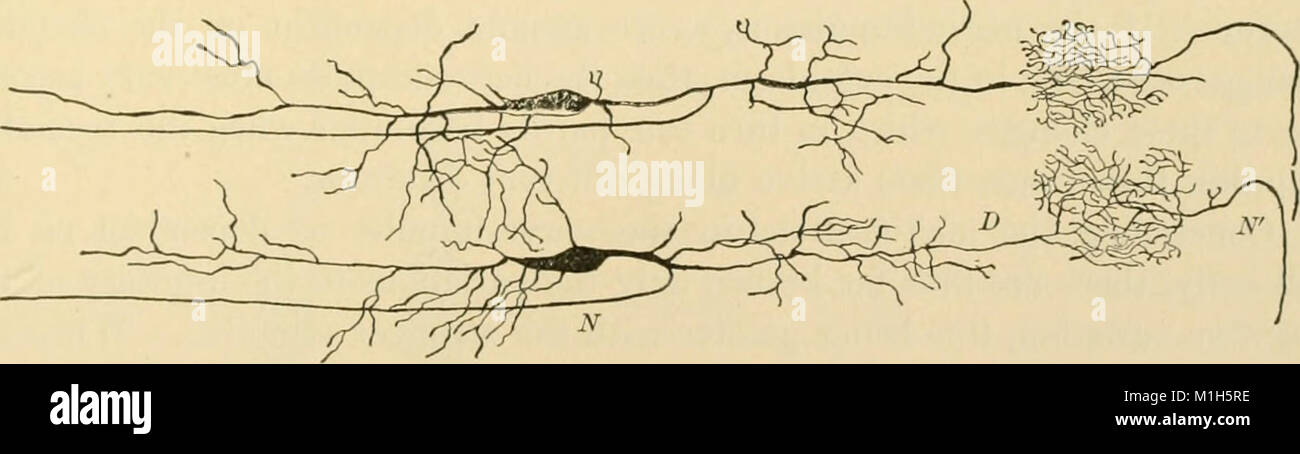 This 1897 textbook covers the fundamental principles of human ...